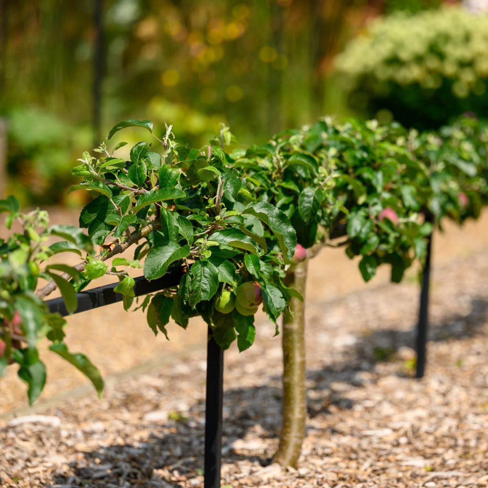 Harrod Step Over Support - Plant Supports at Harrod Horticultural