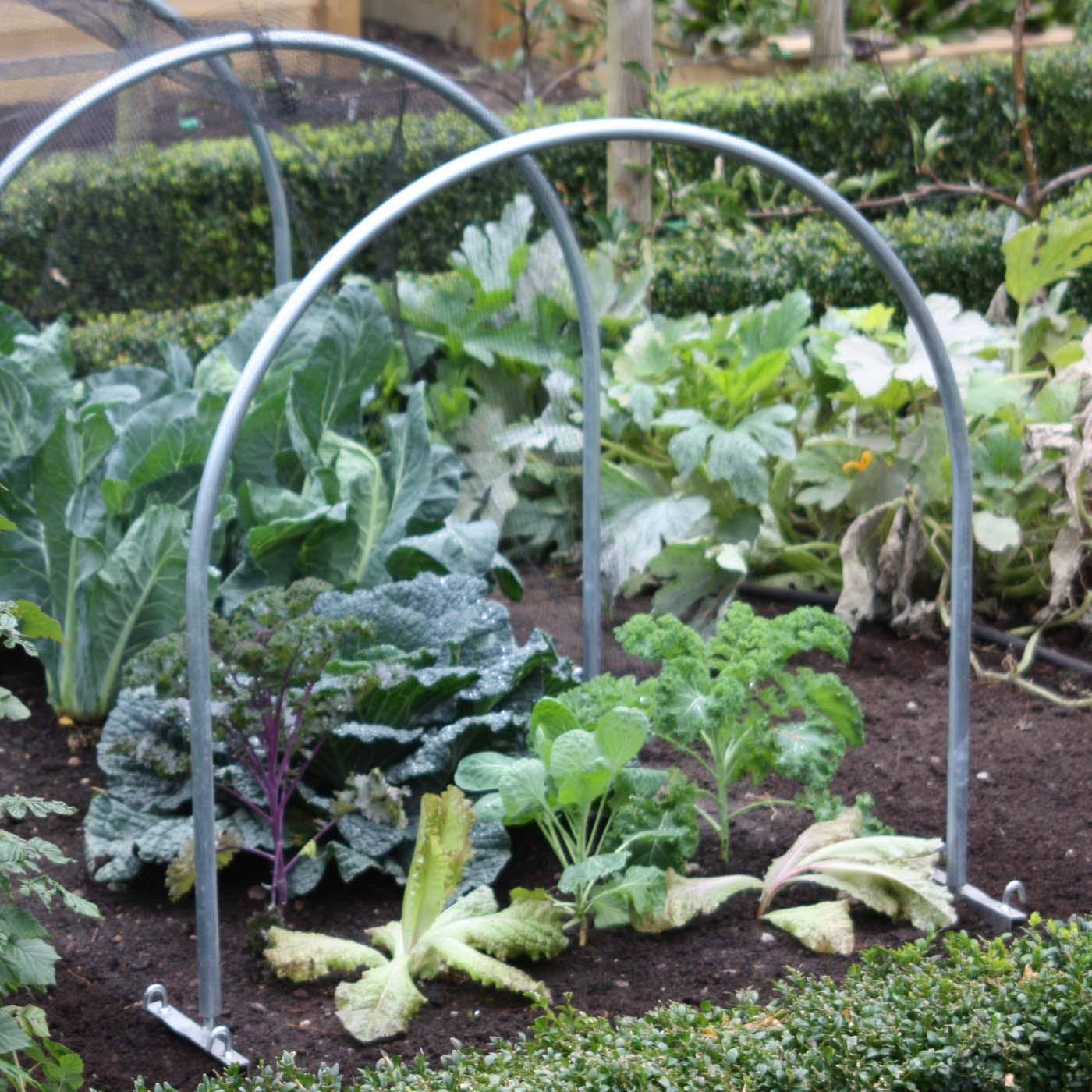 High Top Hoops Harrod Horticultural Uk