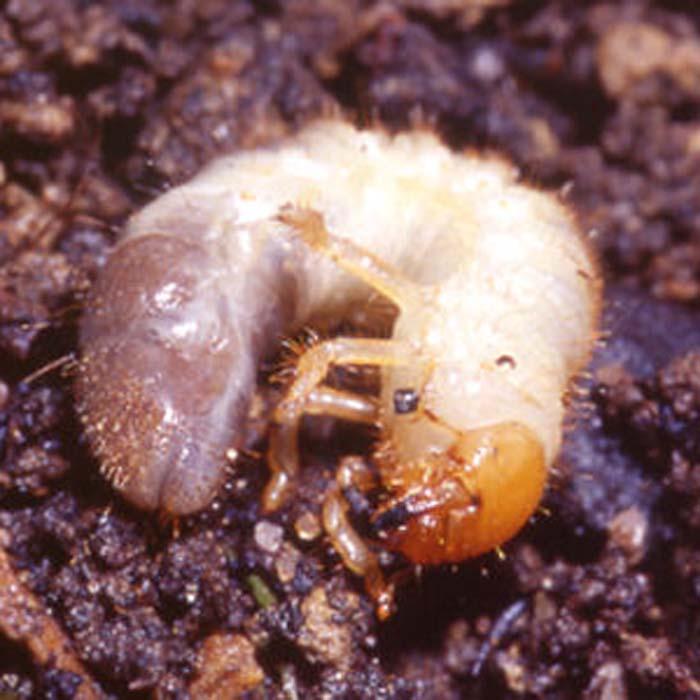 Chafer Grubs
