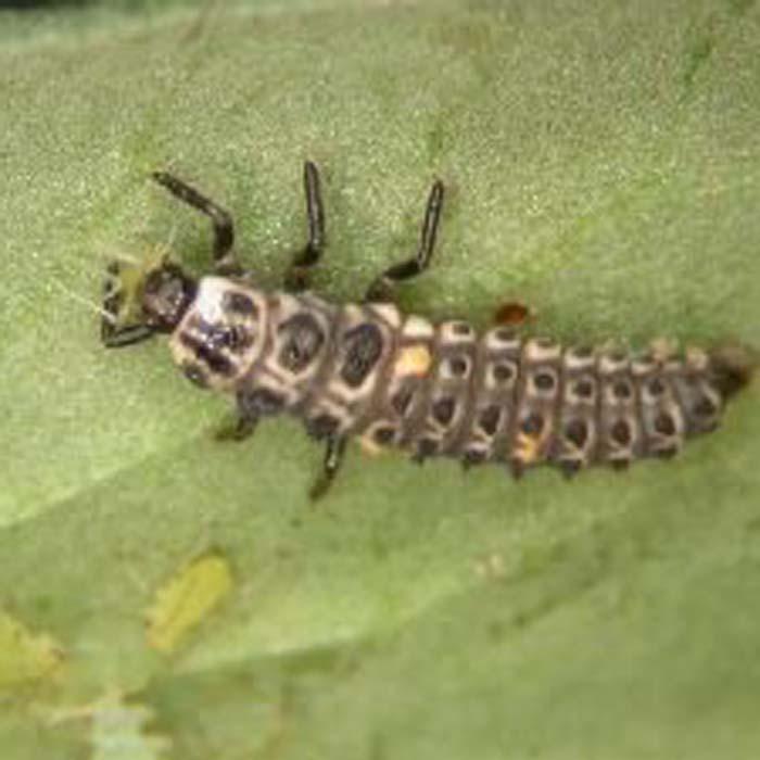 Aphid Control using Ladybird Larvae - Harrod Horticultural (UK)