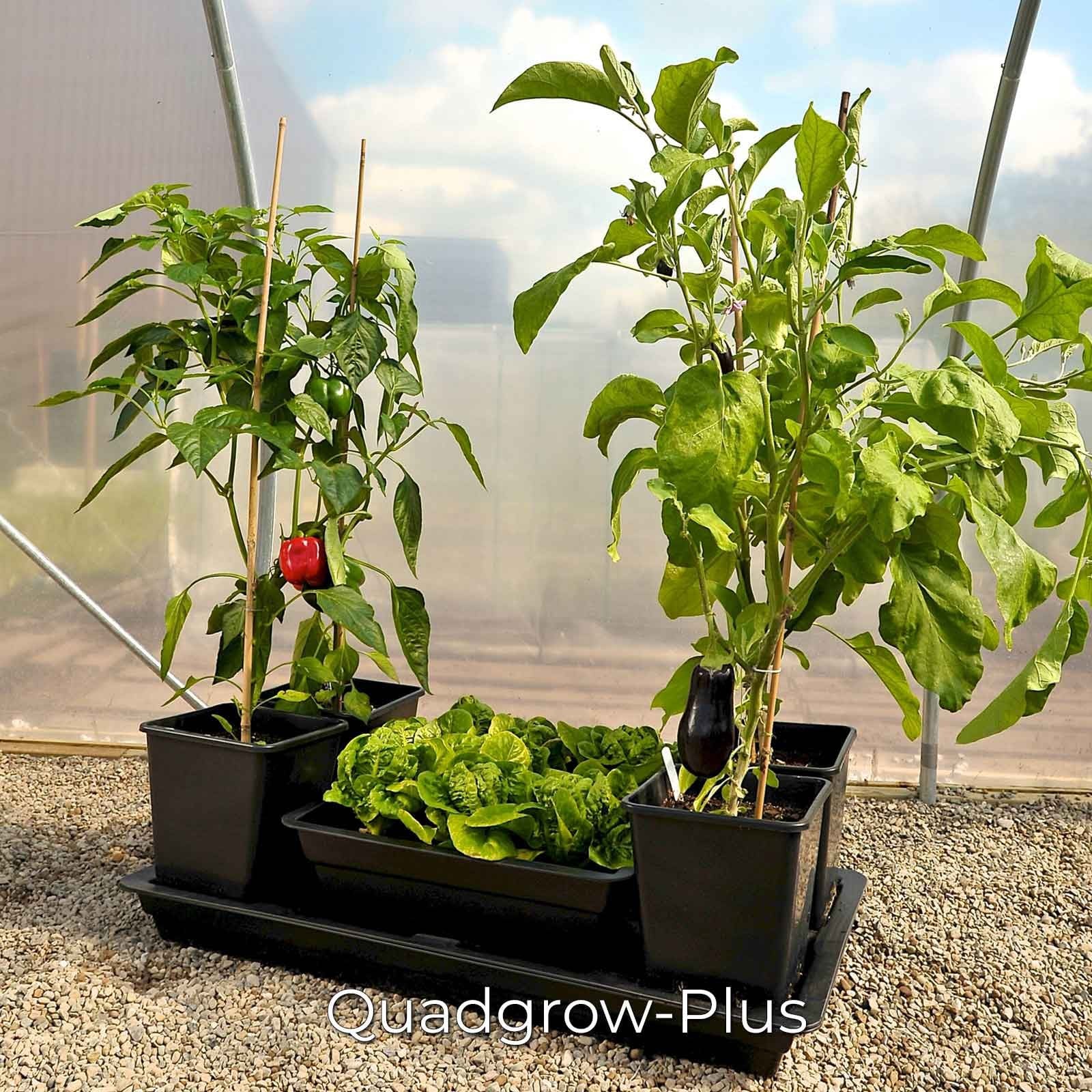 Quadgrow-Plus Planter - Harrod Horticultural