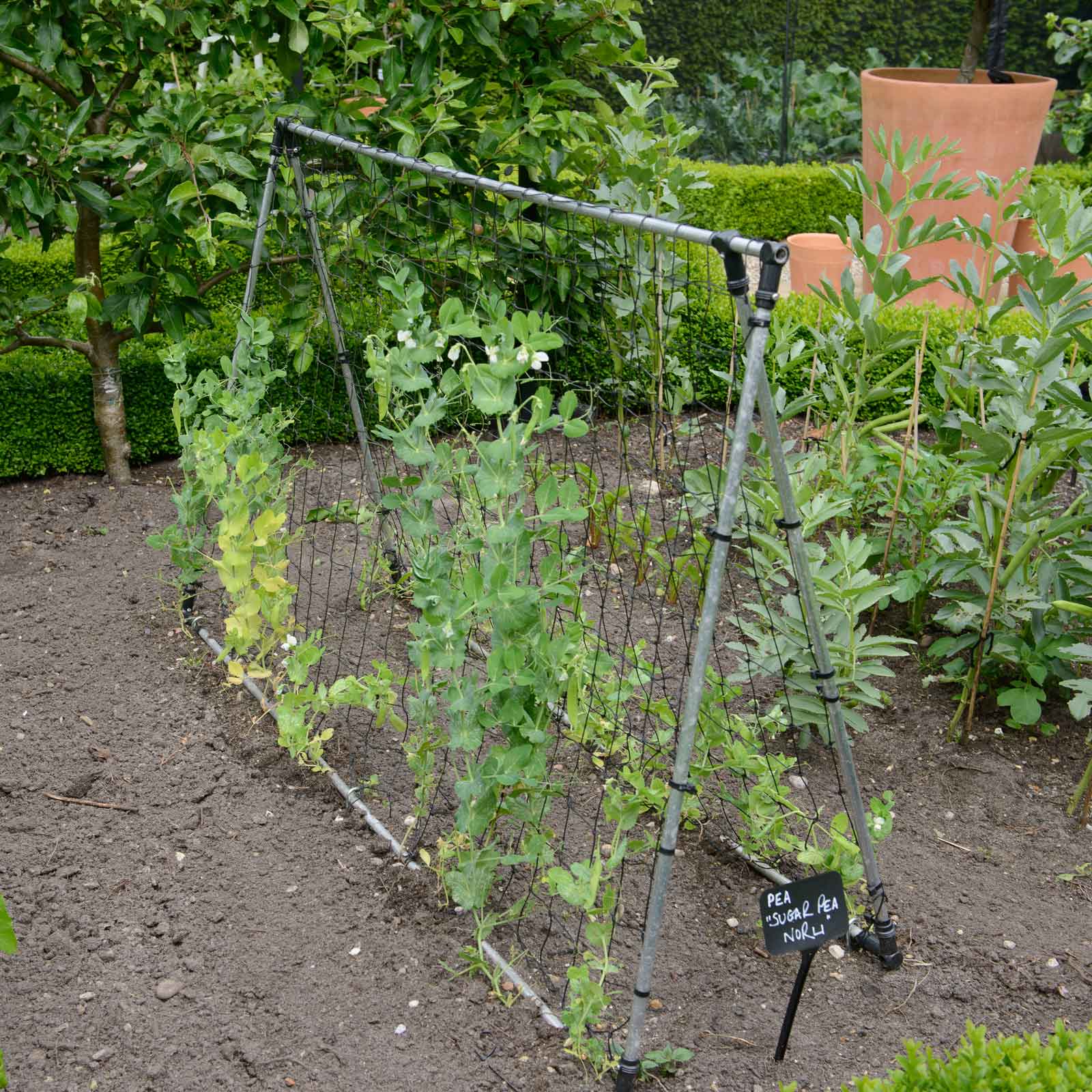 Harrod Slot & Lock¨ Pea Support Frames - Harrod Horticultural (UK)