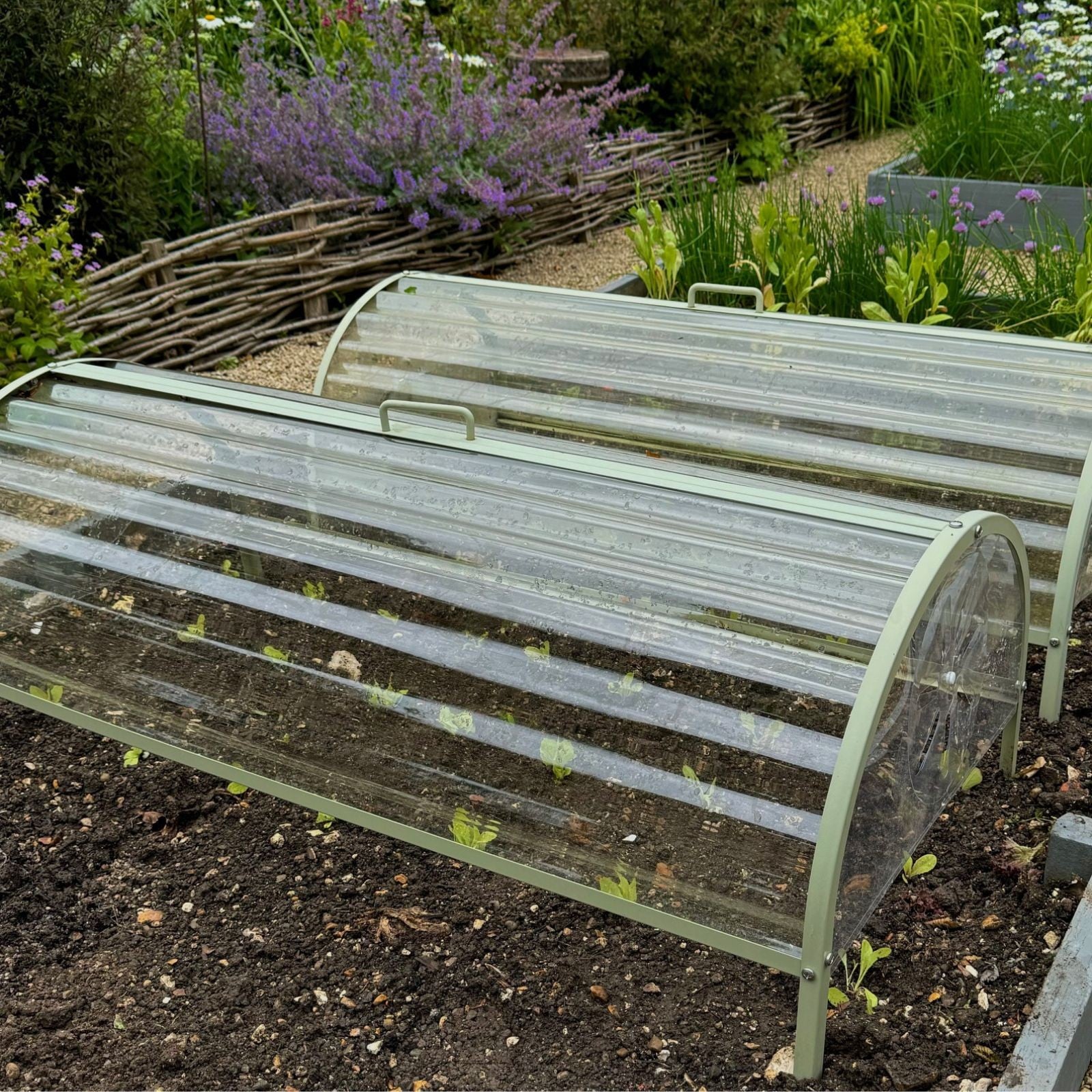 Harrod Longrow Cloche - Harrod Horticultural