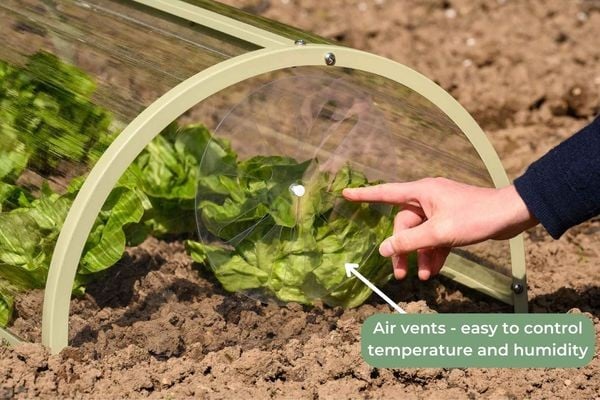 Harrod Longrow Cloche - Harrod Horticultural