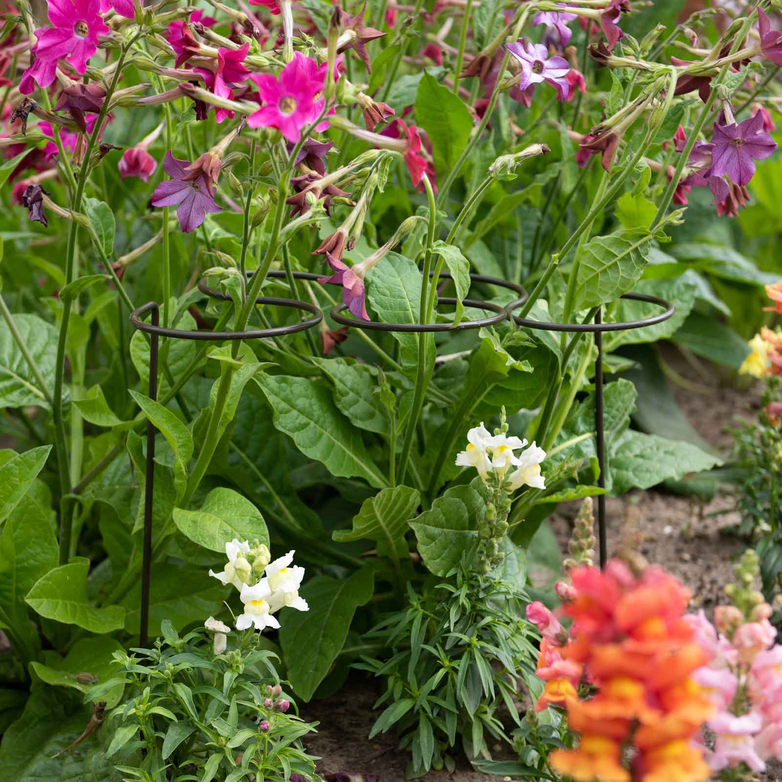 Harrod 5 Ring Grow Through Support - Harrod Horticultural