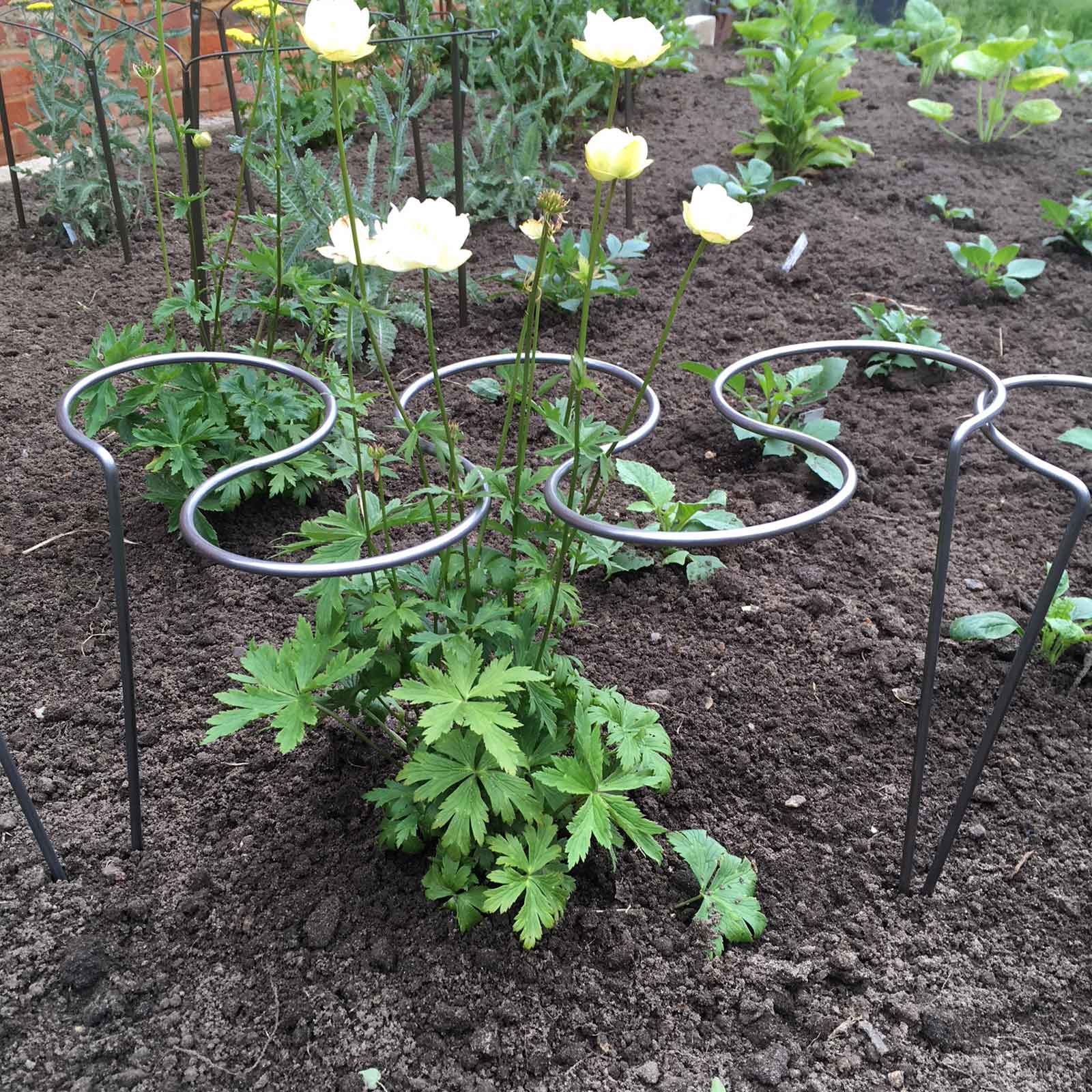 Harrod 5 Ring Grow Through Support - Harrod Horticultural