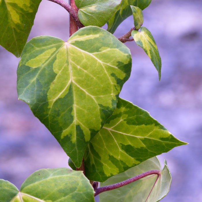 Hedera colchica Suplhur Heart - Harrod Horticultural