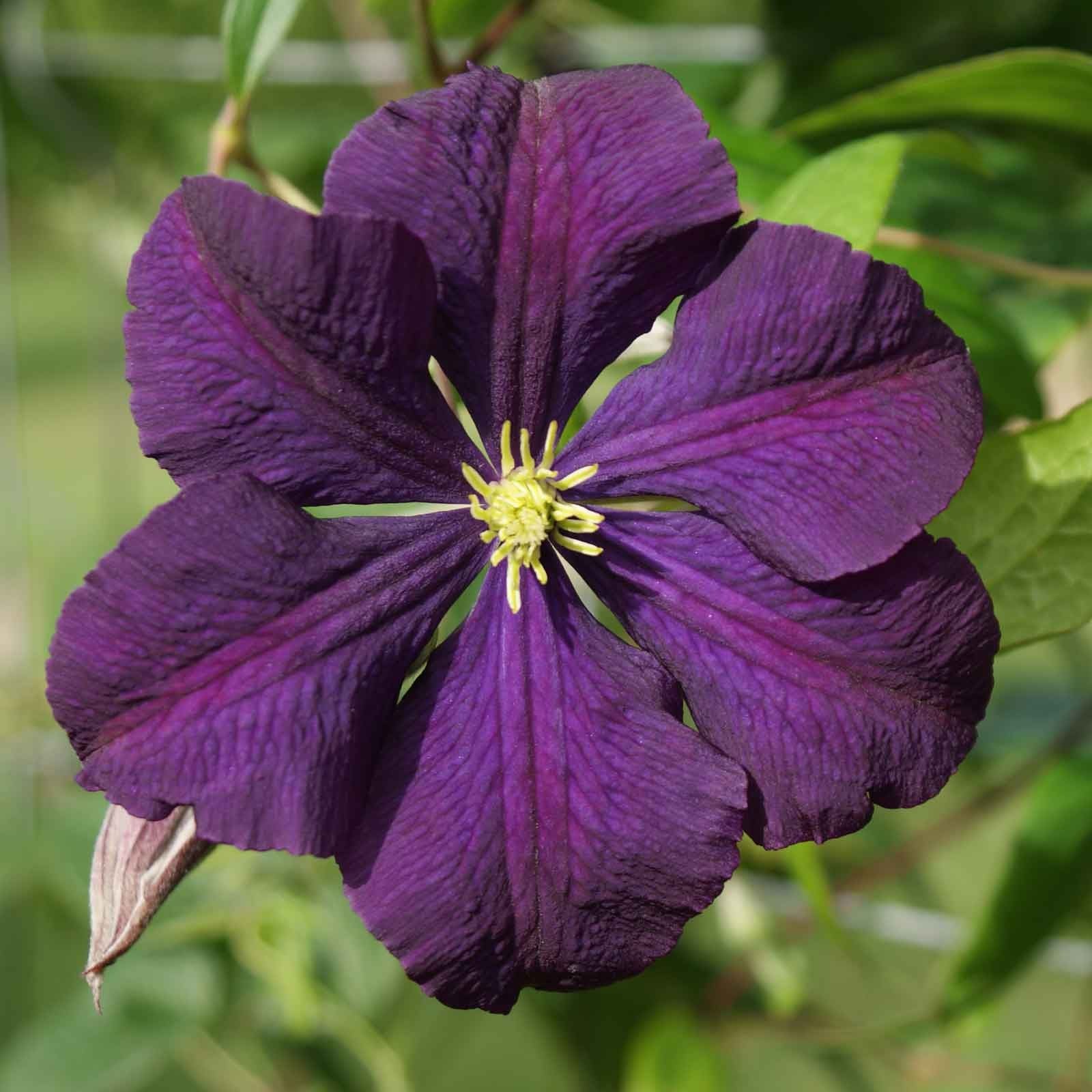Clematis Viticella Etoile Violette Harrod Horticultural Clematis Viticella Etoile Violette Harrod Horticultural