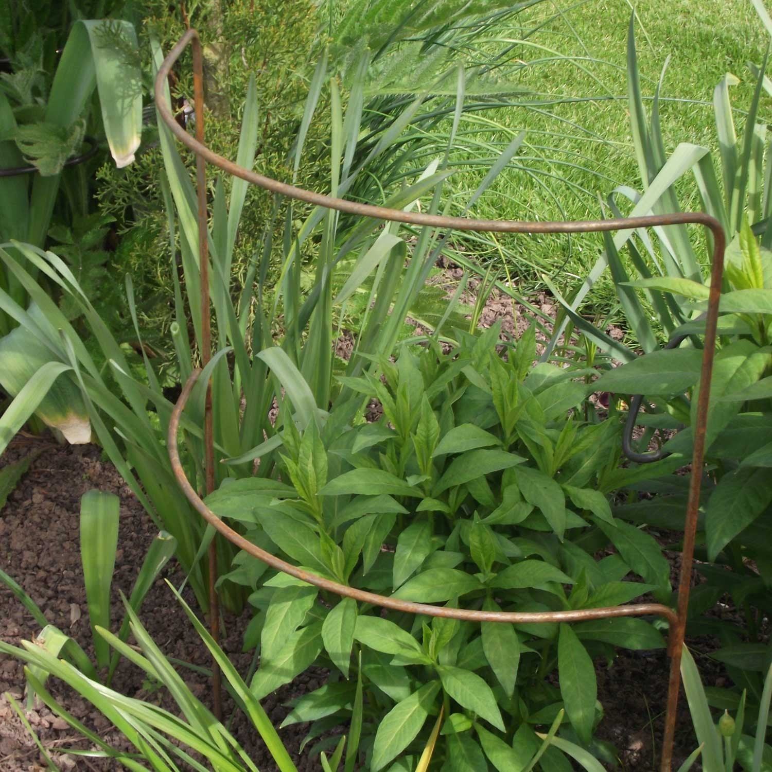 Double Arc Plant Supports (Pack of 3) - Harrod Horticultural