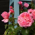 Chevy Chase Rambling Rose - Harrod Horticultural