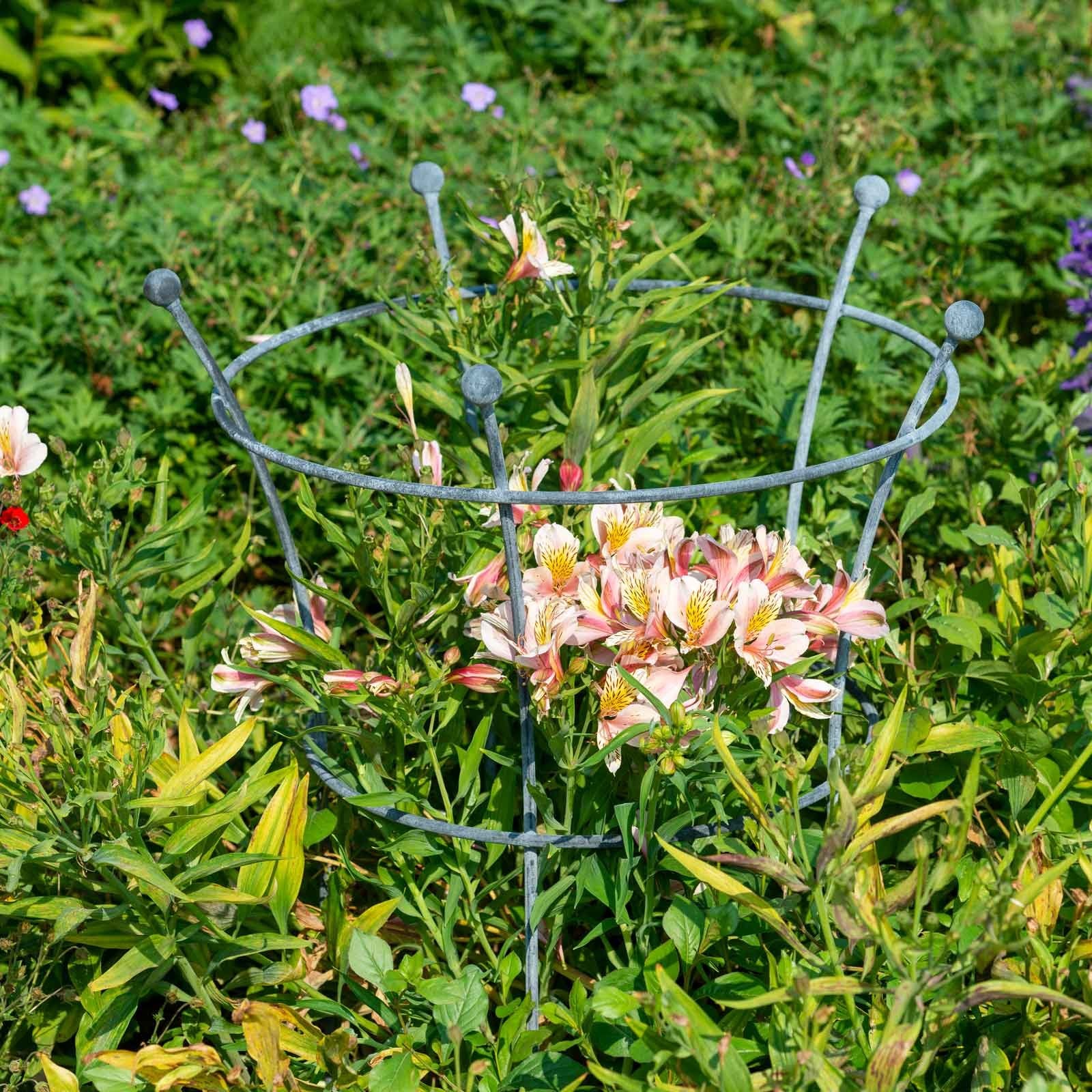 Southwold Trumpet Peony Plant Support - Harrod Horticultural