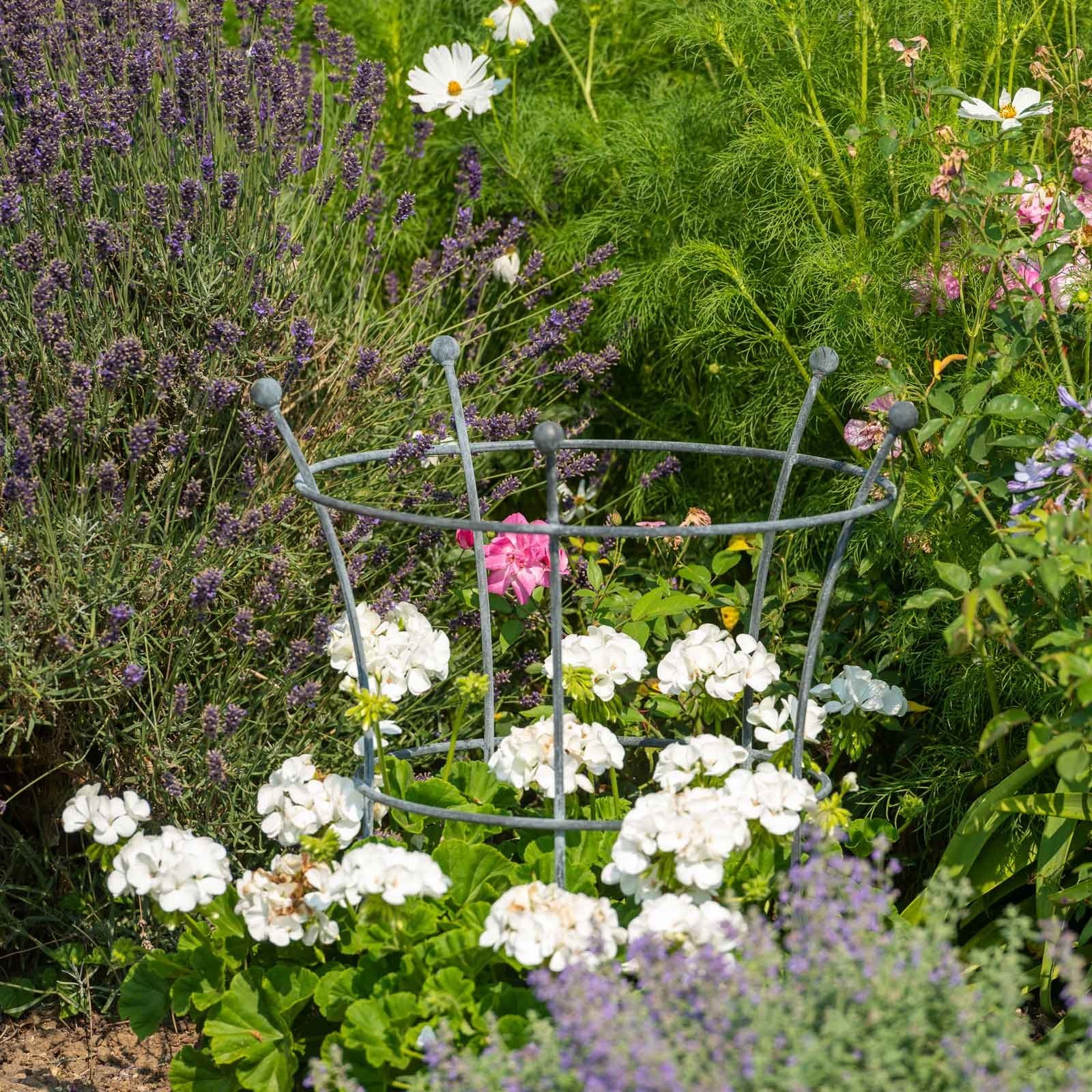 Southwold Trumpet Peony Plant Support - Harrod Horticultural