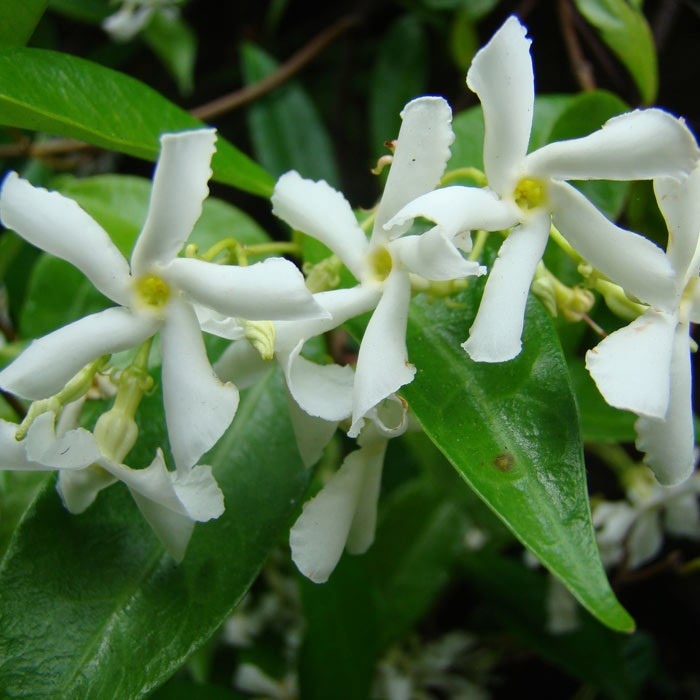 Trachelospermum Jasminoides - Star Jasmine - Harrod Horticultural