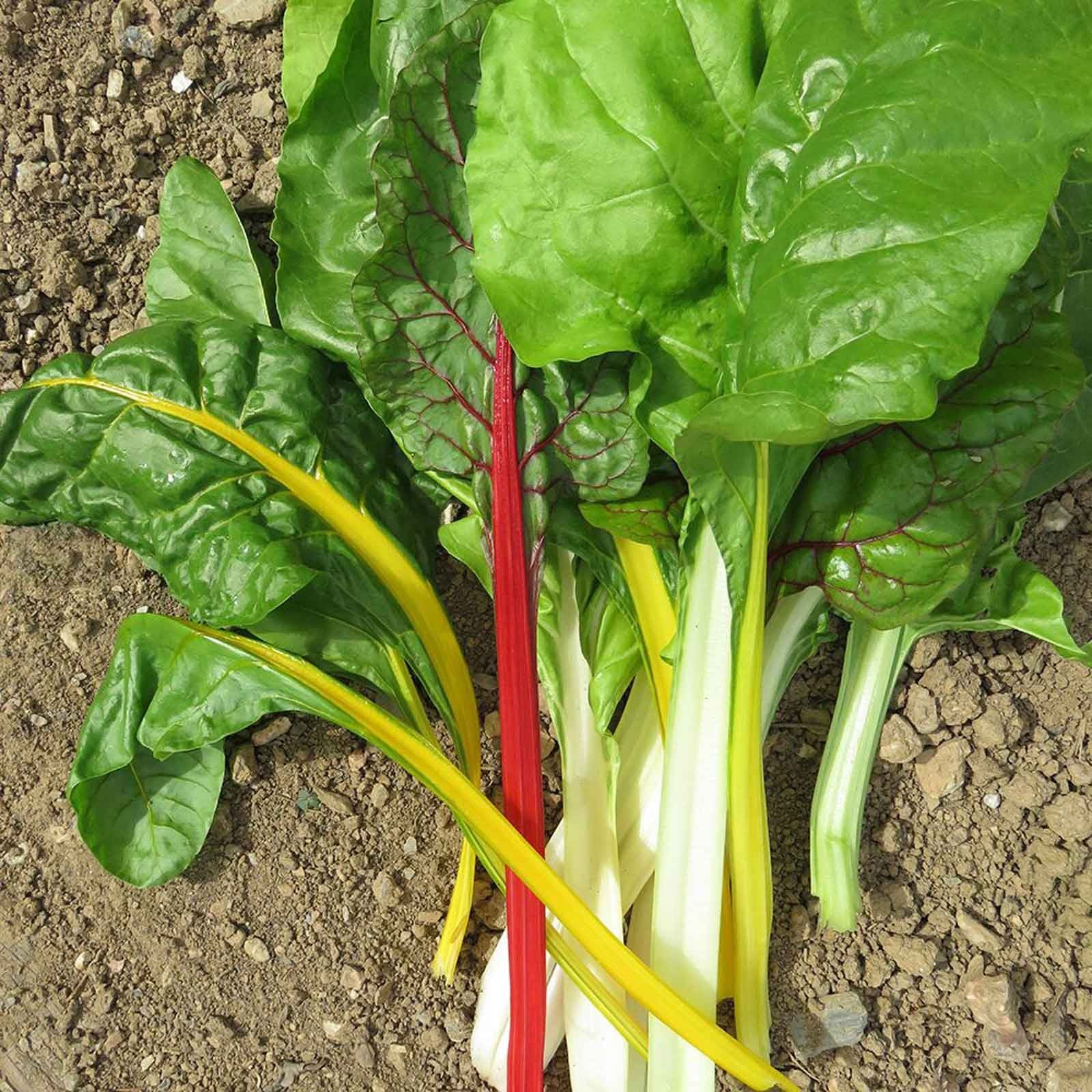 Autumn - Rainbow Chard - Bright Lights (10 Plants) Organic - Harrod ...