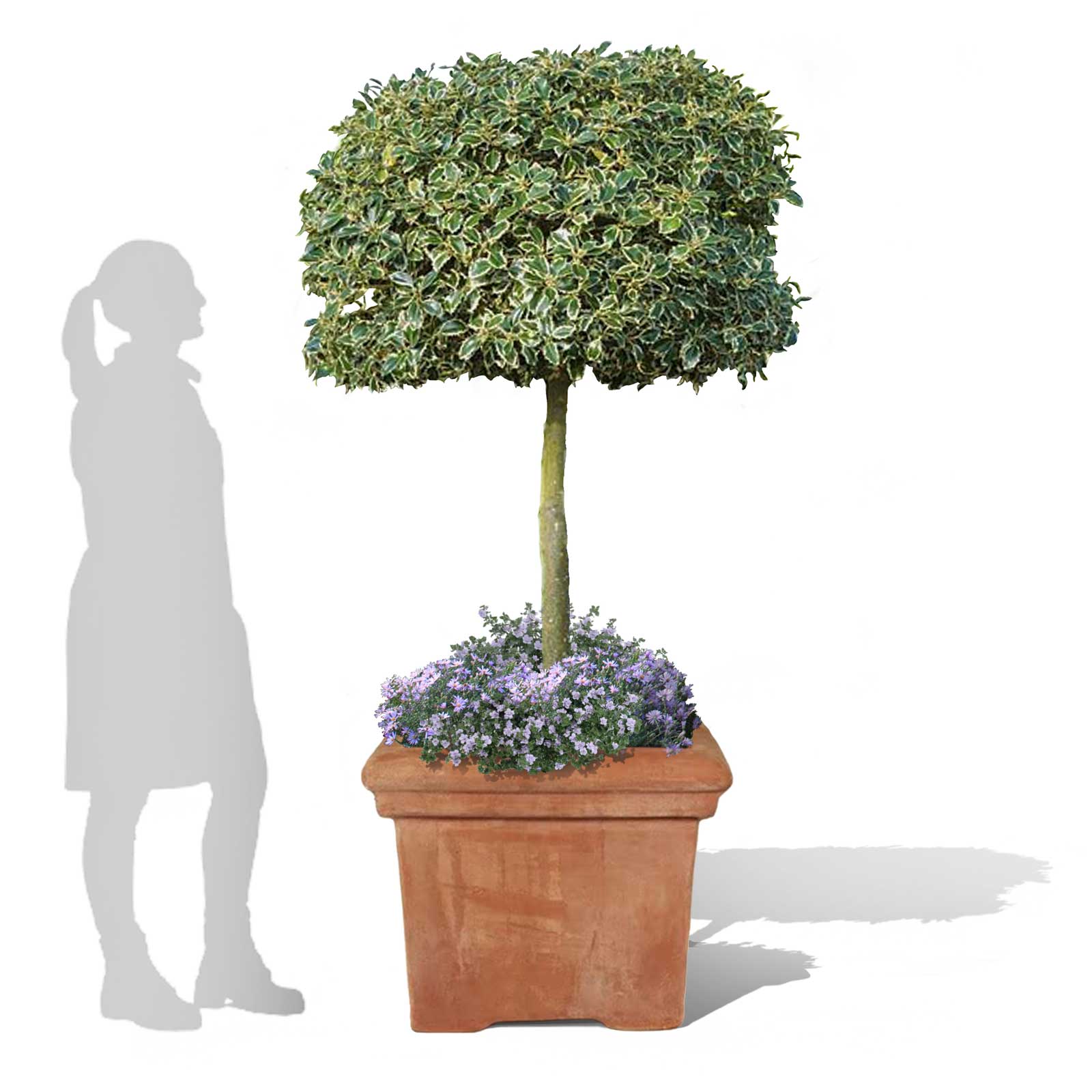 Baytree Square Terracini Pots - Harrod Horticultural