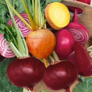 Beetroot Mix (20 Plants) Organic - Harrod Horticultural