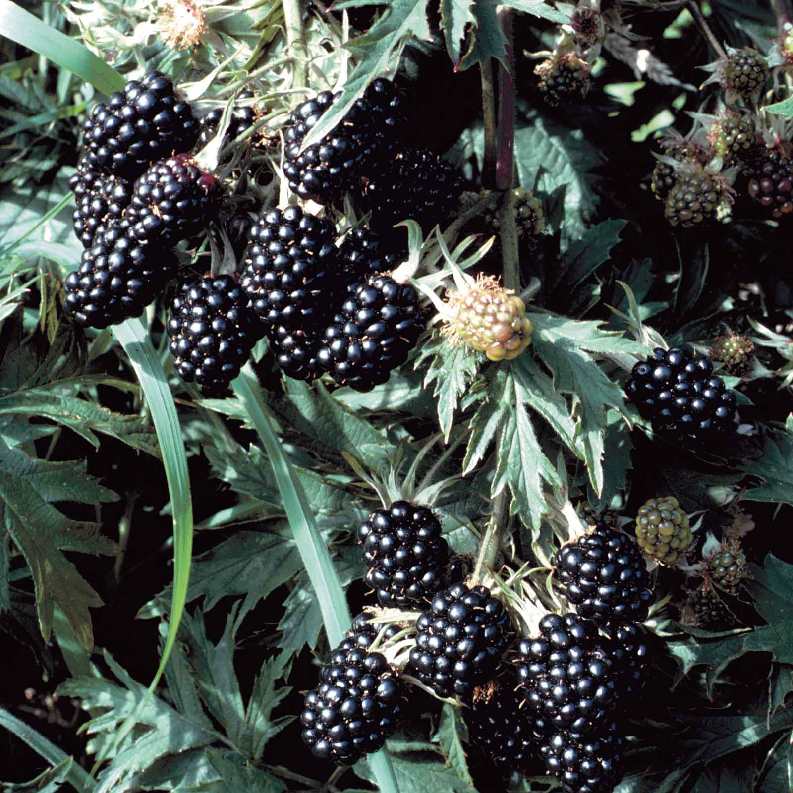 Blackberry Oregon Thornless - Harrod Horticultural