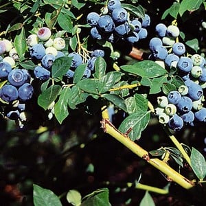 Blueberry Legacy - Harrod Horticultural
