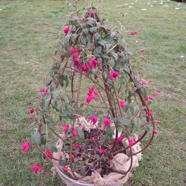 Bud Plant Support (Rustic finish) (Large) - Harrod Horticultural