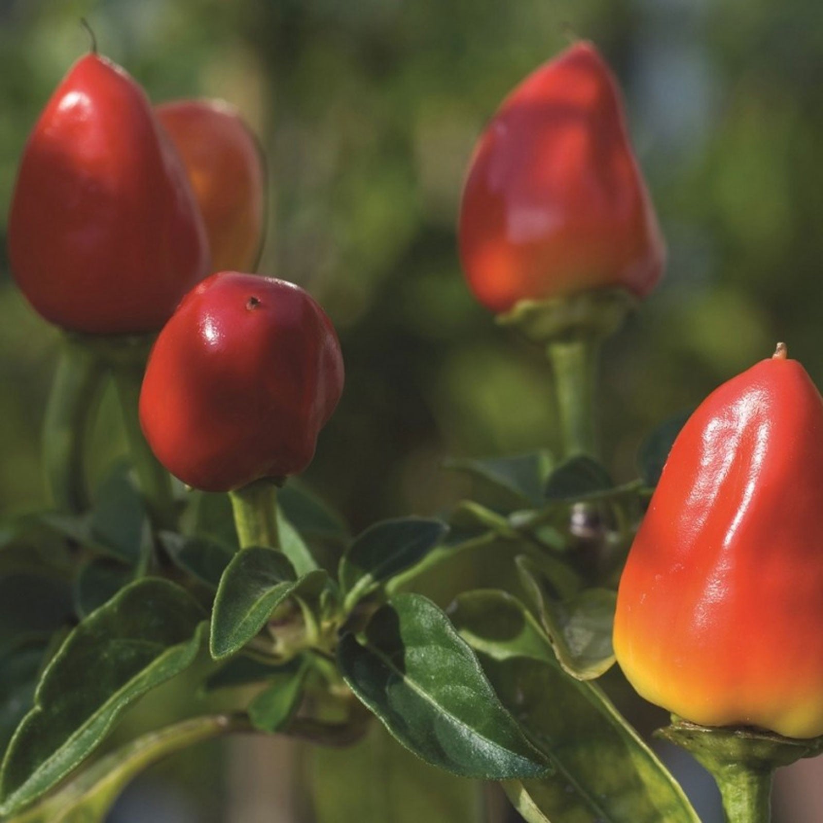 Chilli Pepper Firecracker - Organic Plant Packs - Harrod Horticultural