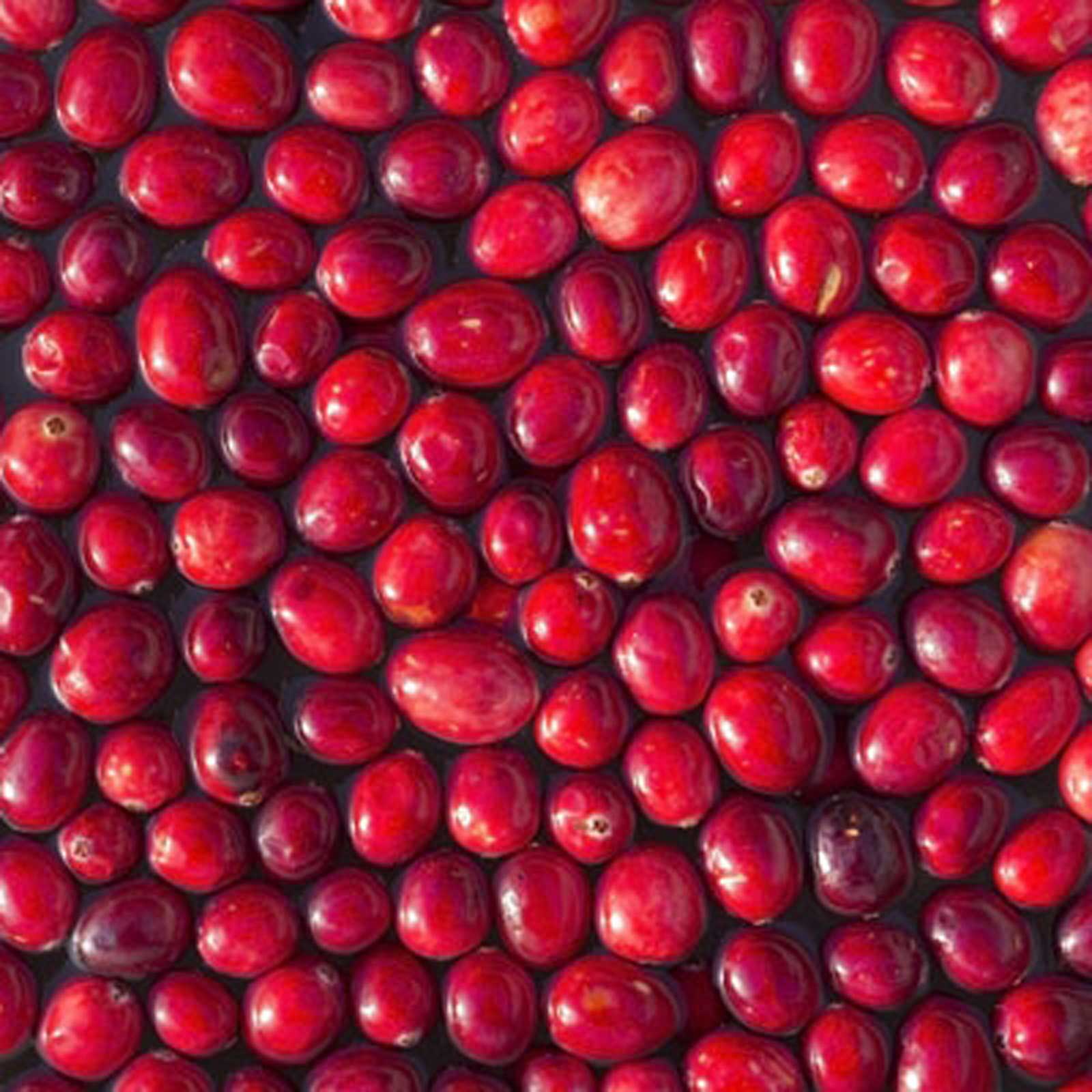 Cranberry Pilgram - Harrod Horticultural