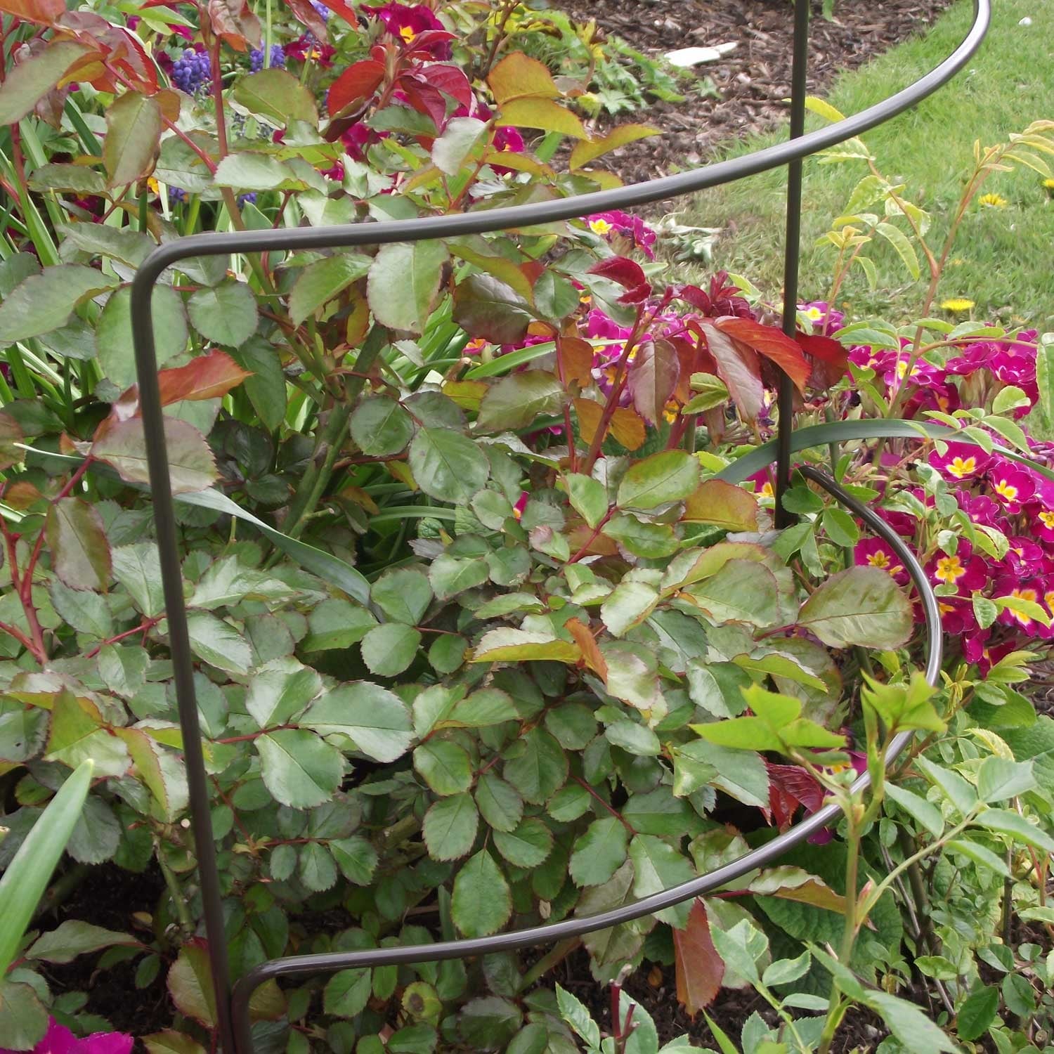 Double Arc Plant Supports (Pack of 3) - Harrod Horticultural