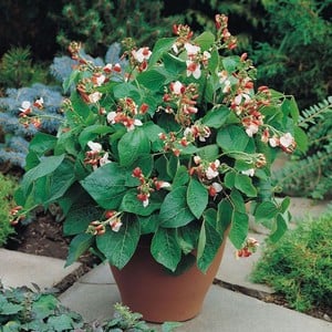 Dwarf Runner Beans Hestia - Organic Plant Packs - Harrod Horticultural