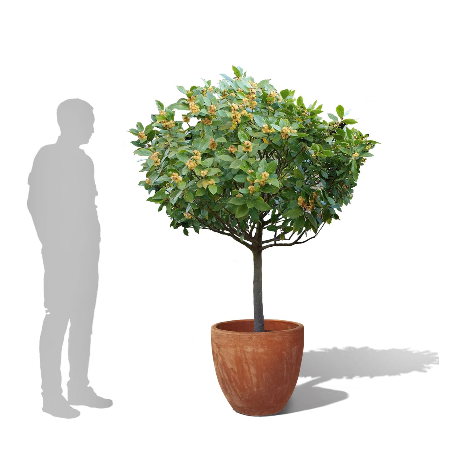 Egg Pot Terracini Pots - Harrod Horticultural