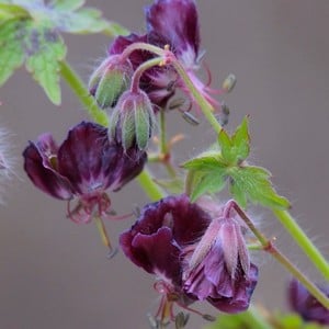 Geranium phaeum - Harrod Horticultural