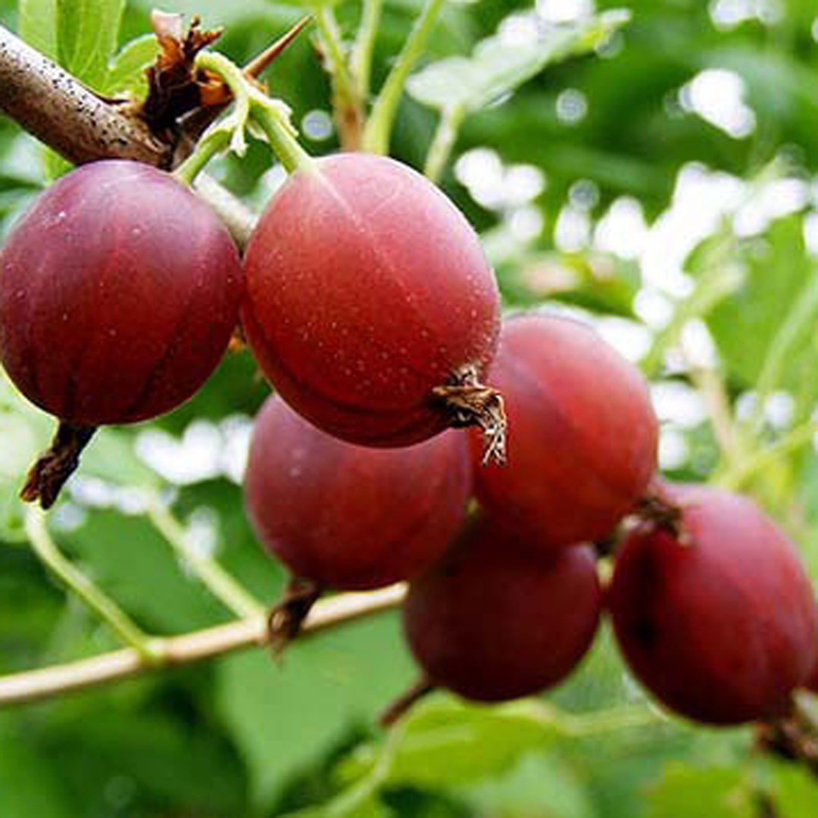 Gooseberry Captivator - Harrod Horticultural