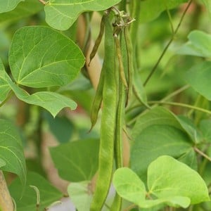 Gourmet Bean and Pea Collection (60 plants) Organic - Harrod Horticultural