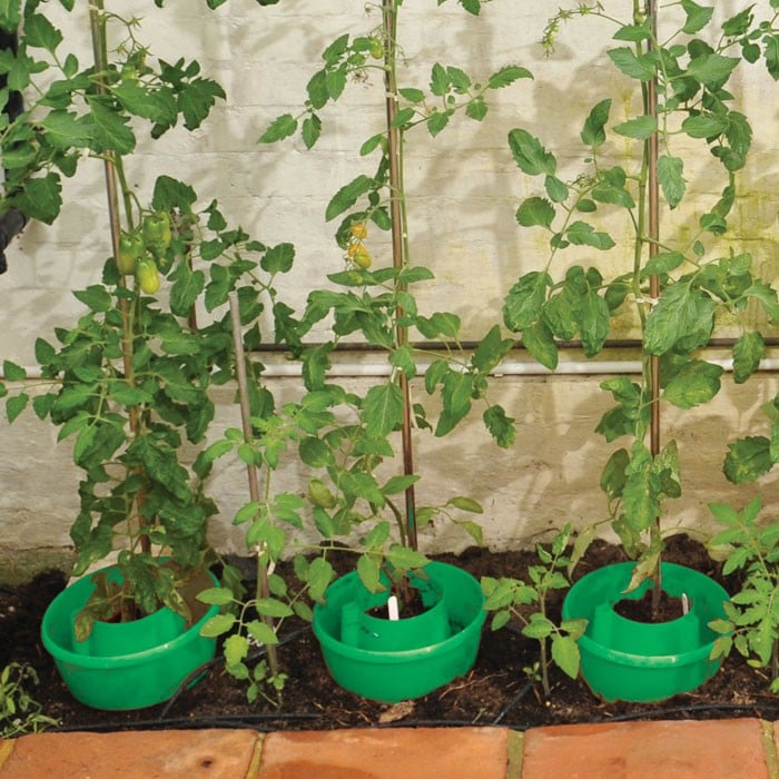 Green Plant Halos (set of 3) - Harrod Horticultural