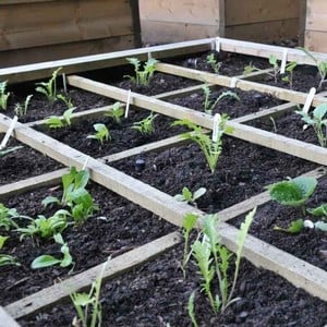 Harrod Raised Bed Planting Grid - Harrod Horticultural