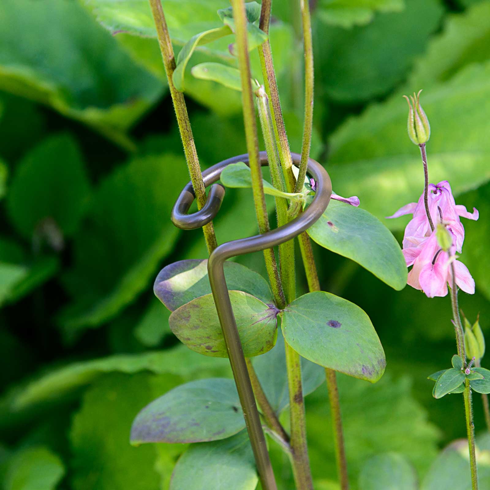 Harrod Loop Plant Support - Harrod Horticultural