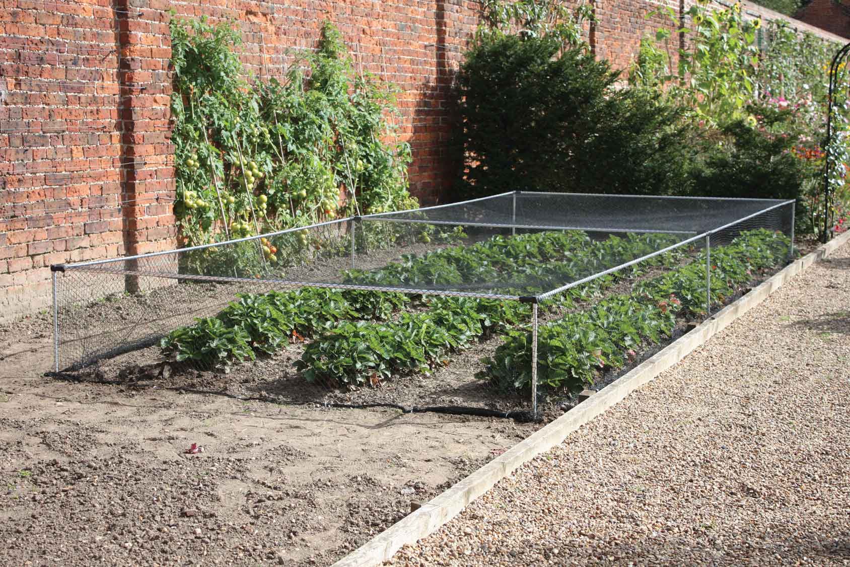 Harrod Slot & Lock® Natural Aluminium Strawberry Cage - Harrod ...