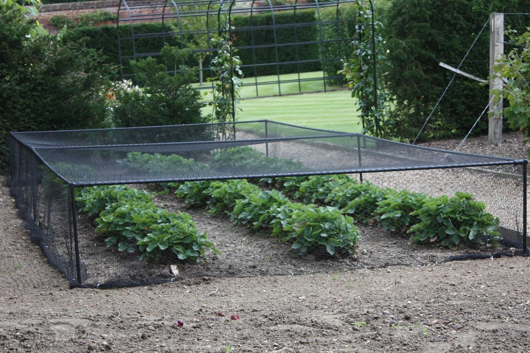 Harrod Black Aluminium Strawberry Cage - Harrod Horticultural (UK)