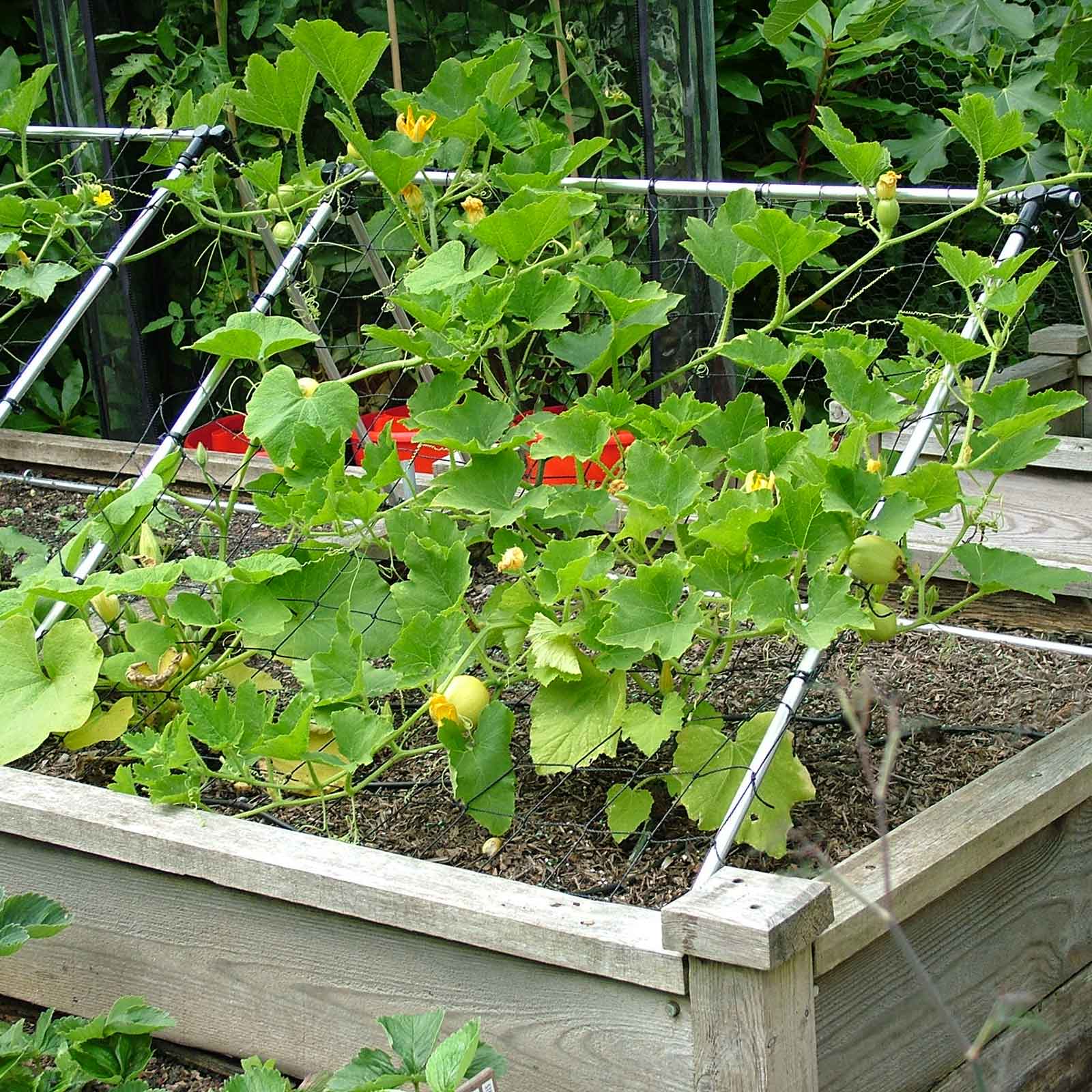 Harrod Slot & Lock® Squash/Cucumber Climbing Frame - Harrod Horticultural