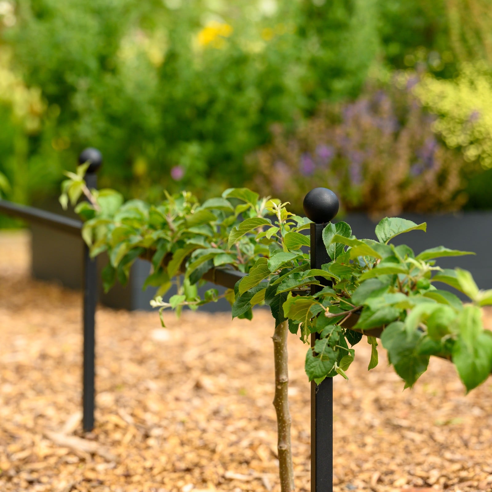Harrod Step Over Support - Plant Supports at Harrod Horticultural