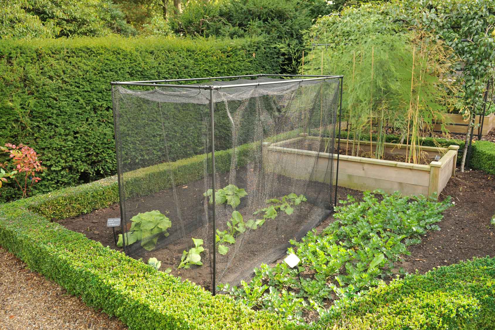 Black Stormproof Vegetable Cage - Harrod Horticultural