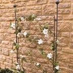 Garden Trellis by Harrod Horticultural