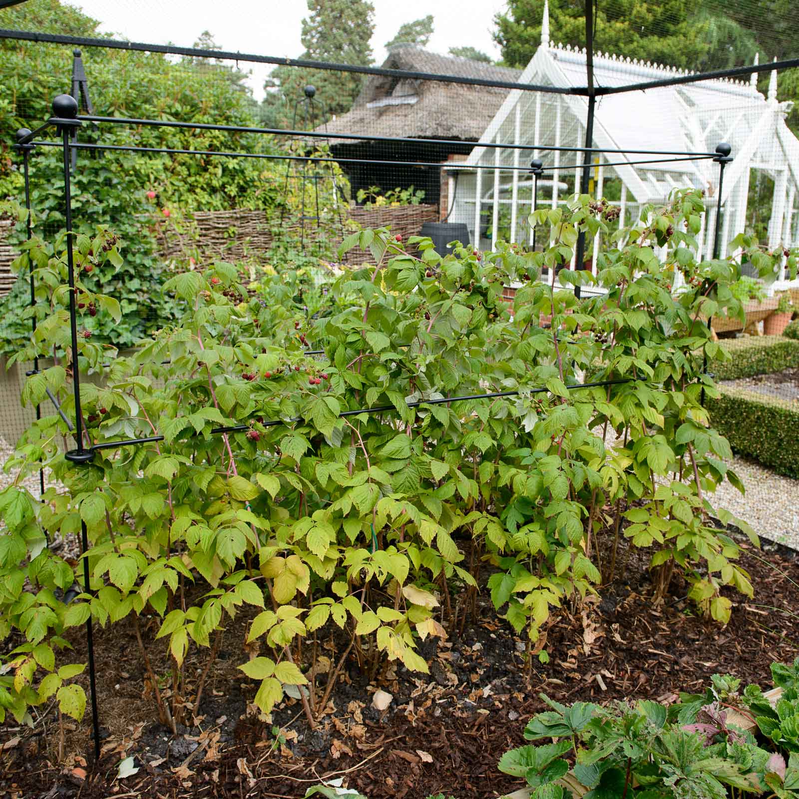 Harrod Vintage Autumn Raspberry Frame - Harrod Horticultural