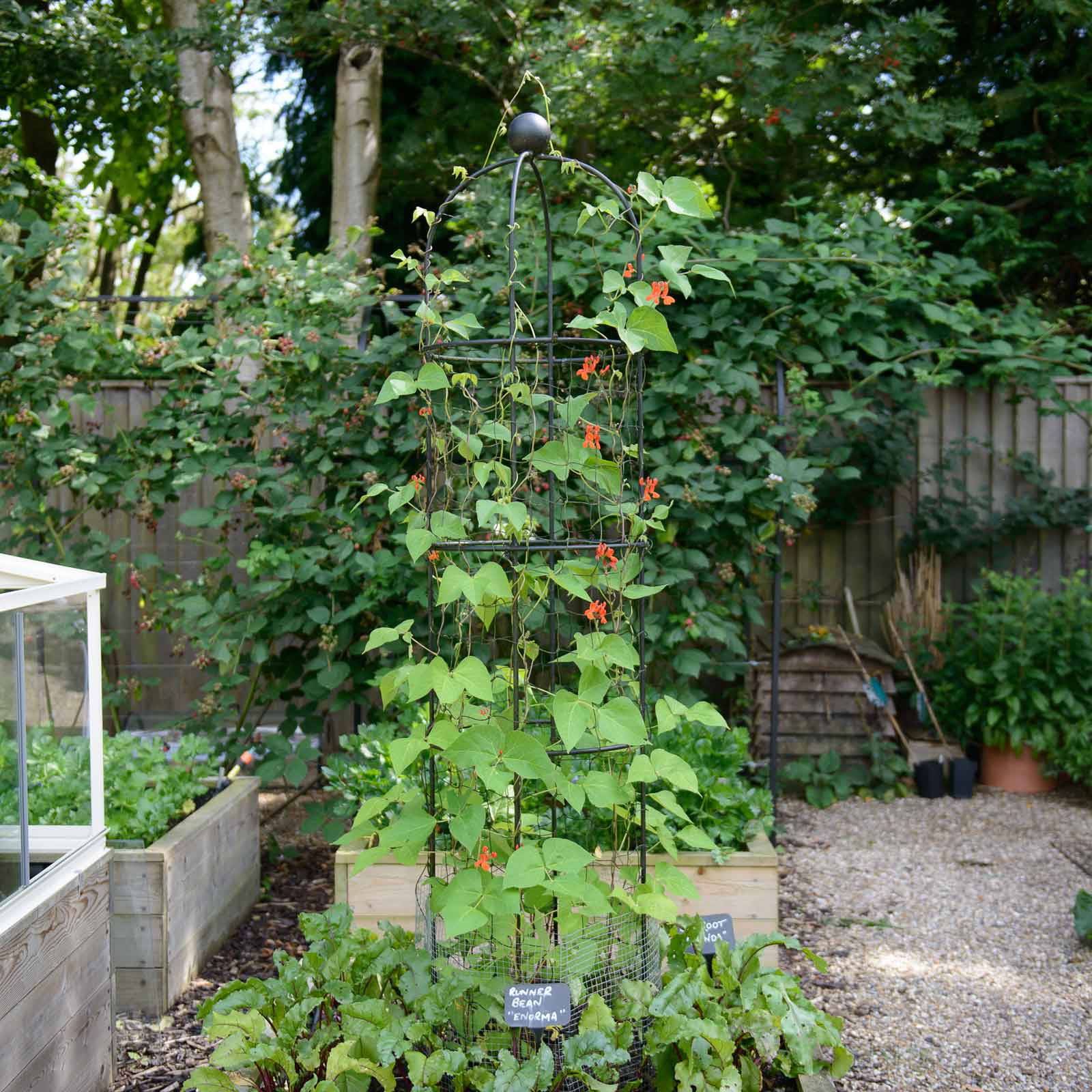 Bean Frame Obelisks - Harrod Horticultural