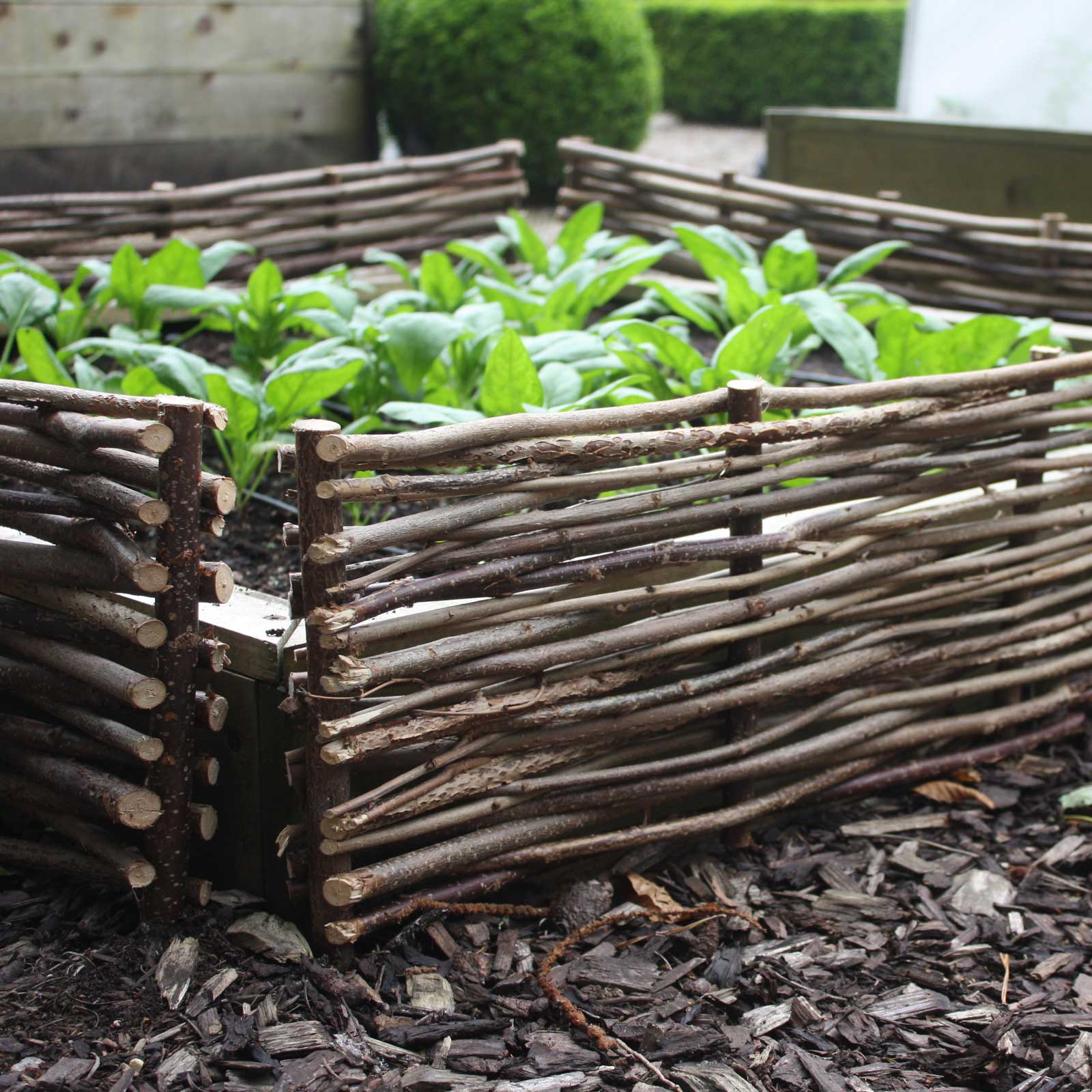 Hazel Borders - Harrod Horticultural (UK)