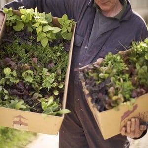 Large Vegetable Patch - Harrod Horticultural