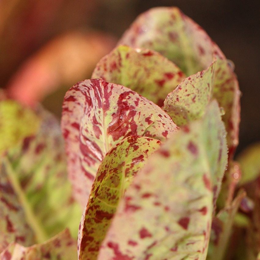 Lettuce Freckles - Organic Plant Packs - Harrod Horticultural