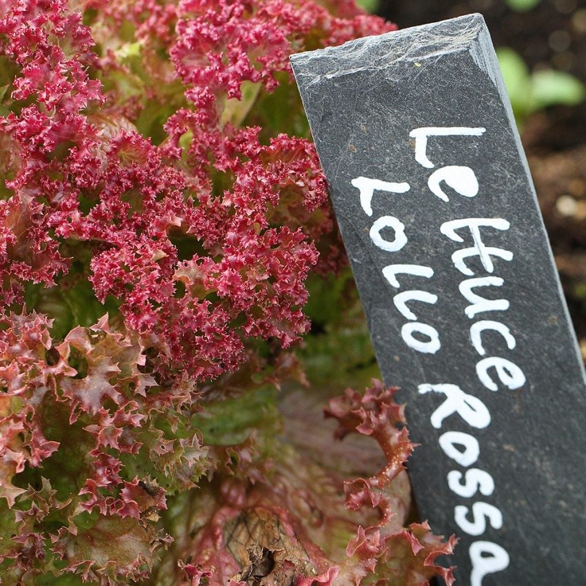 Lettuce Lollo Rossa - Organic Plant Packs - Harrod Horticultural