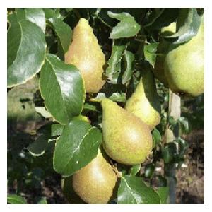 Organic Concorde Pear Trees - Harrod Horticultural