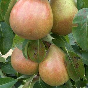 Organic Doyenne du Comice Pear Trees - Harrod Horticultural