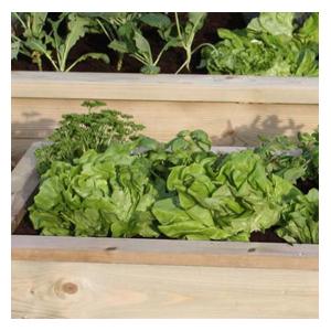 Organic Milan Lettuce Seeds - Harrod Horticultural