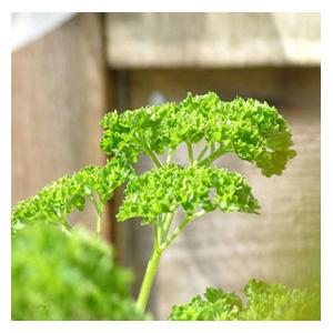 Organic Moss Curled Parsley Seeds - Harrod Horticultural (UK)